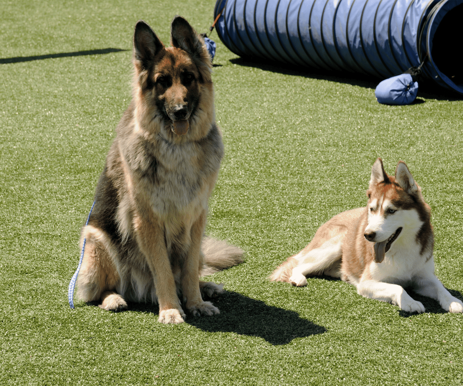Choosing the Best Turf for Pets in Charlotte: Why It Matters